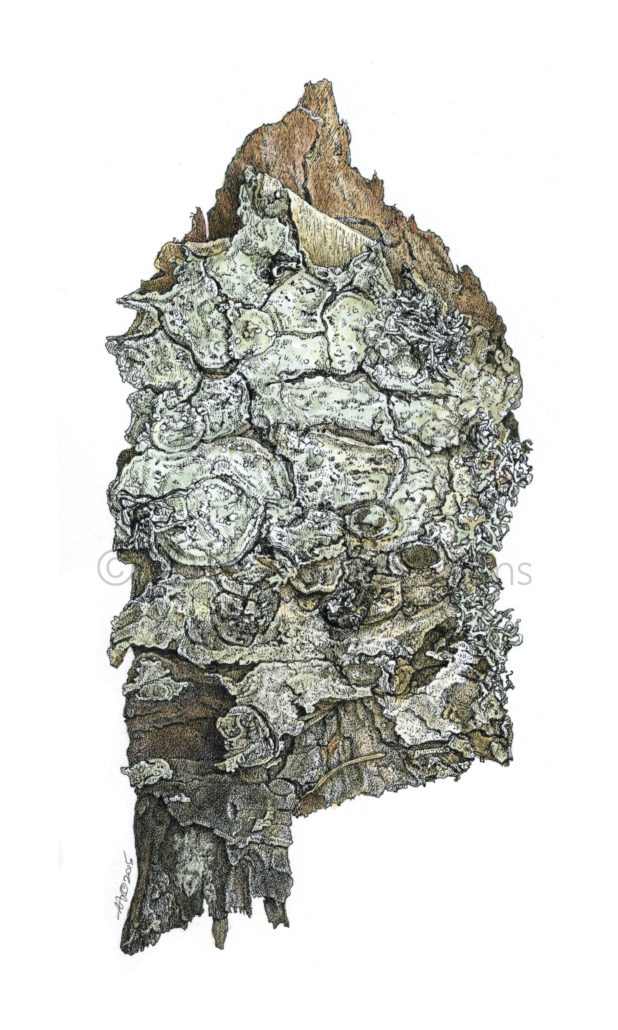 Botanical Art – Aislinn Adams