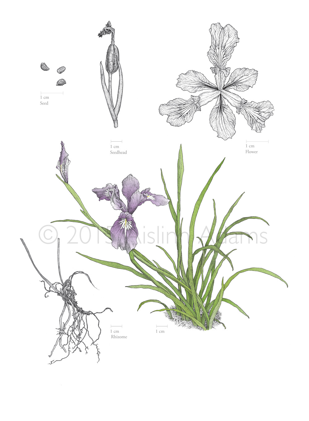 Oregon iris, Iris tenax – Aislinn Adams