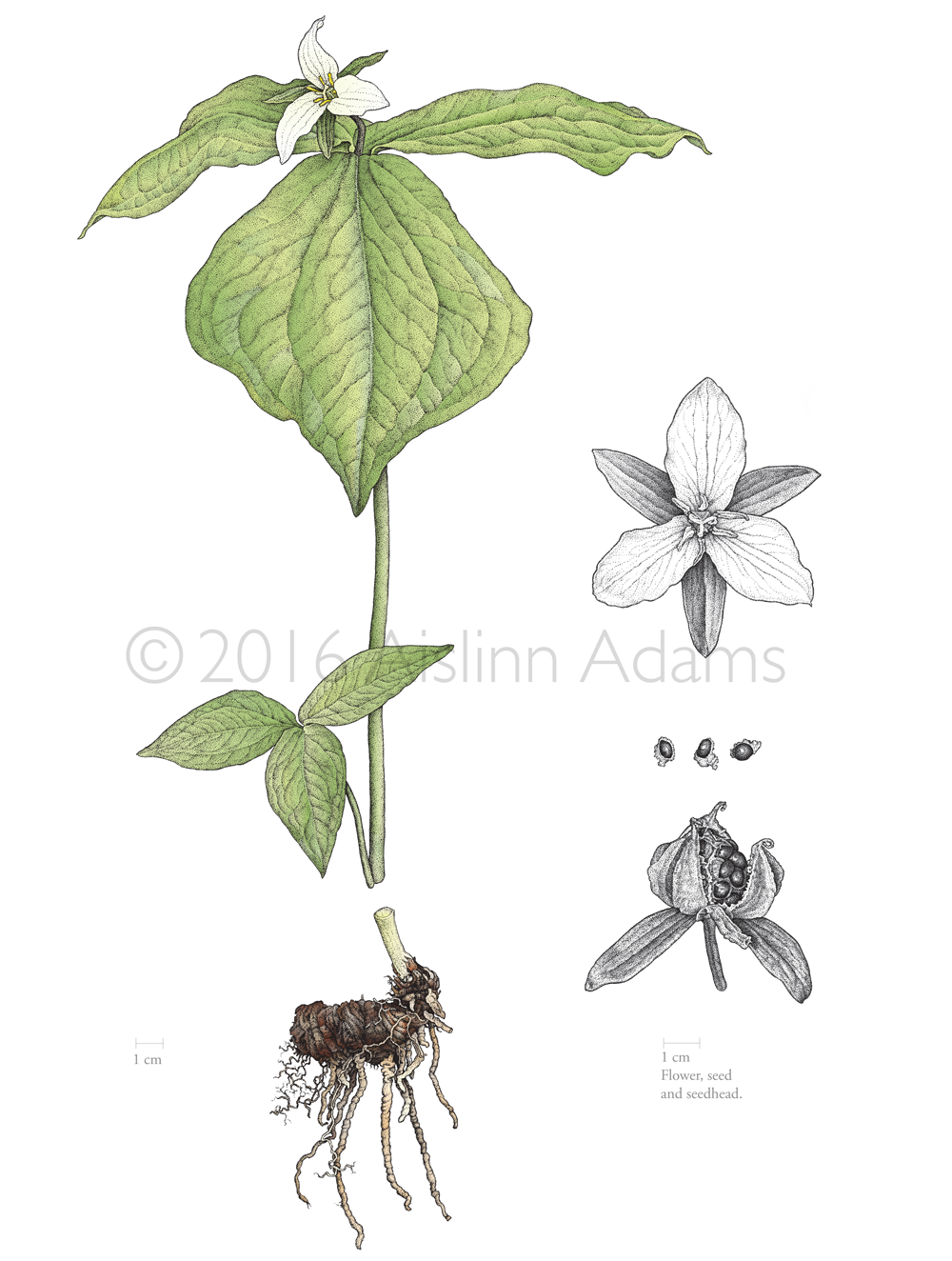 Western trillium, Trillium ovatum – Aislinn Adams